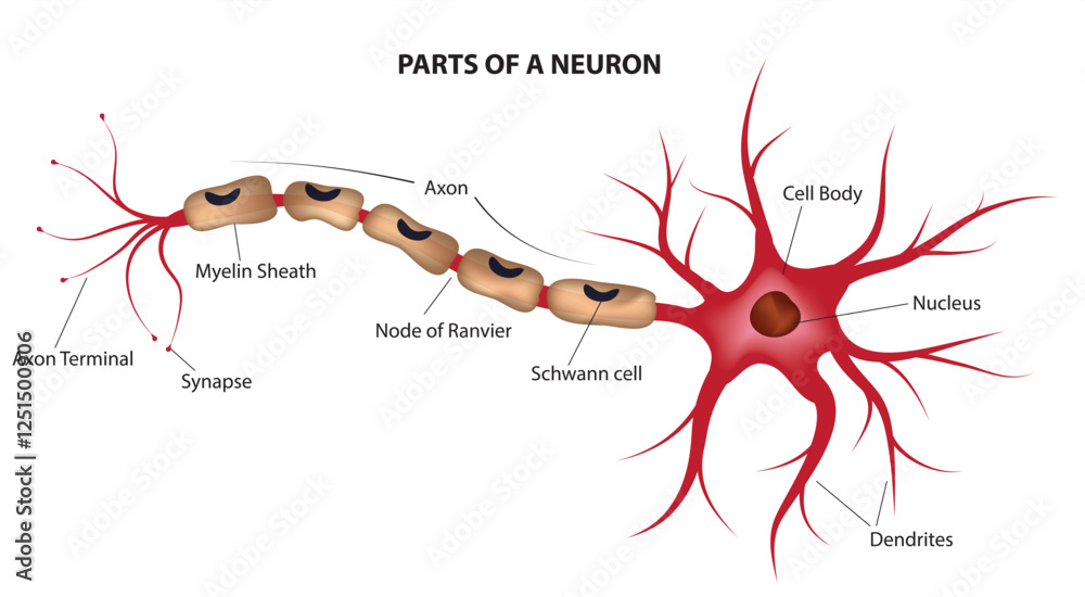 Parts of a neuron Stock Vector | Adobe Stock