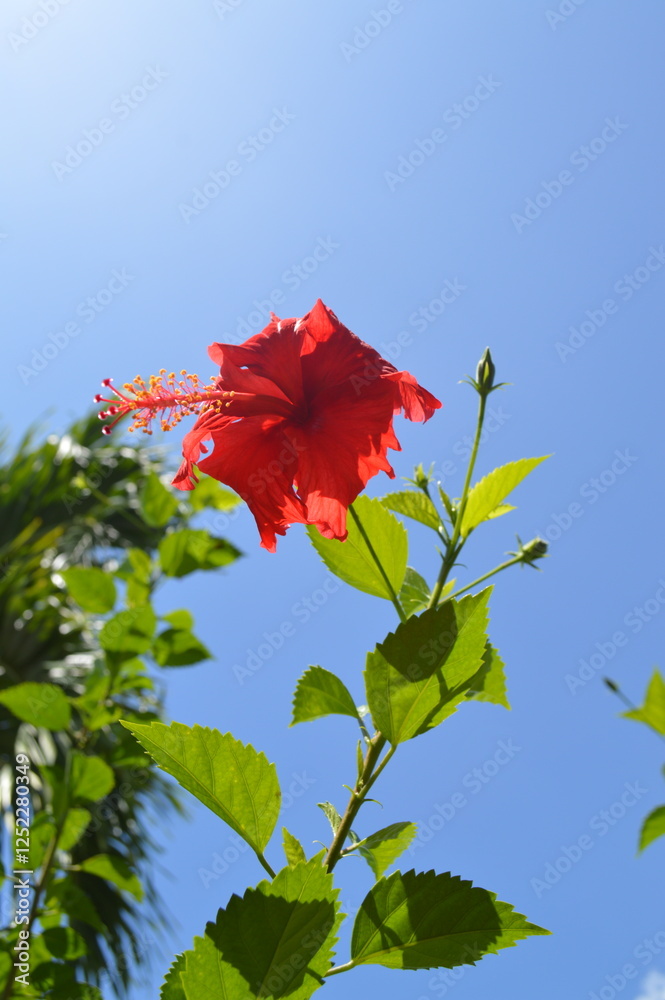 Red hibiscus and hibiscus buds with blue sky background | Sekuntum ...