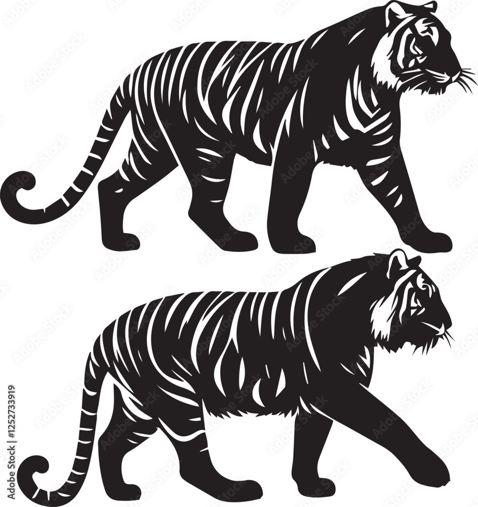 Vektor set of Sumatran Tiger walking poses,Sumatran tiger walking poses ...