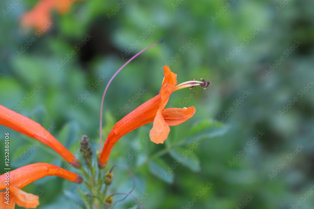 red tecoma flower, Tecoma Stans flowering perennial shrub in Trumpet ...