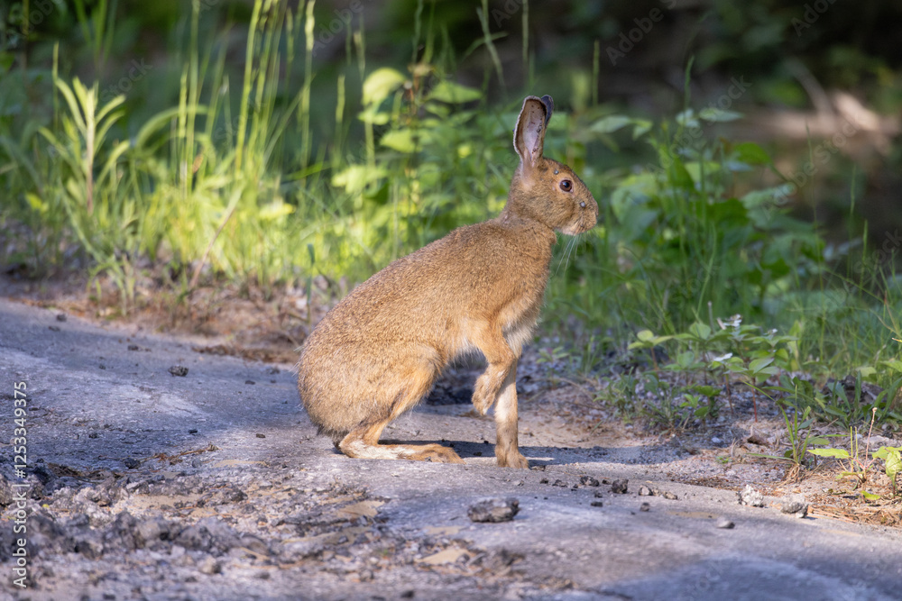 Side view of wild hare with ticks on face and ears sitting at the side ...