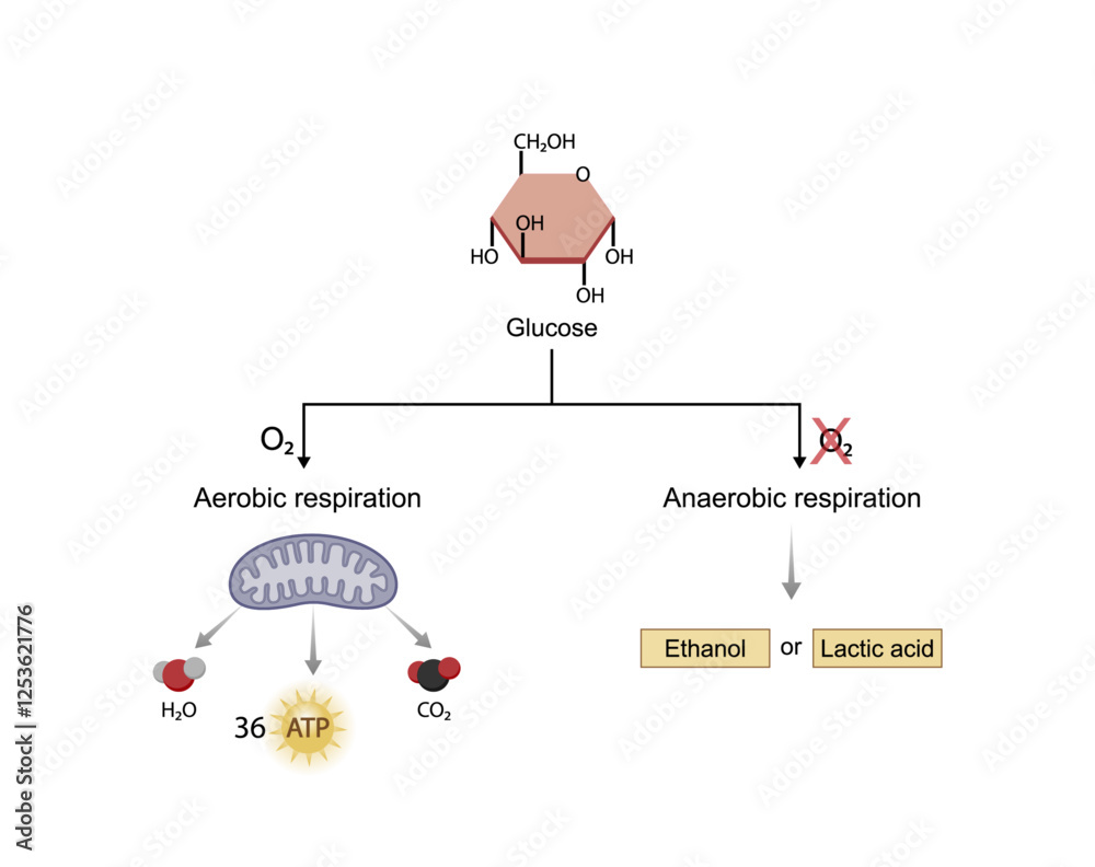 Aerobic and Anaerobic respiration 5Aerobic and Anaerobic cellular ...