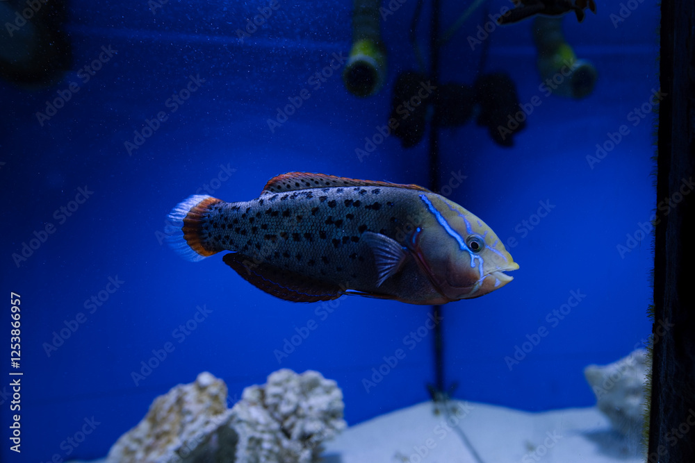 The vibrant queen coris (Coris formosa), also known as the sand wrasse ...