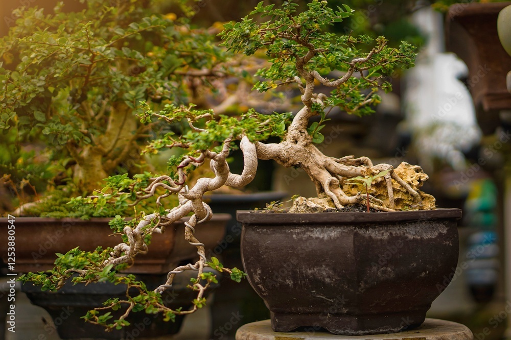 A bonsai plant with a very beautiful branch and leaf structure. Stock ...