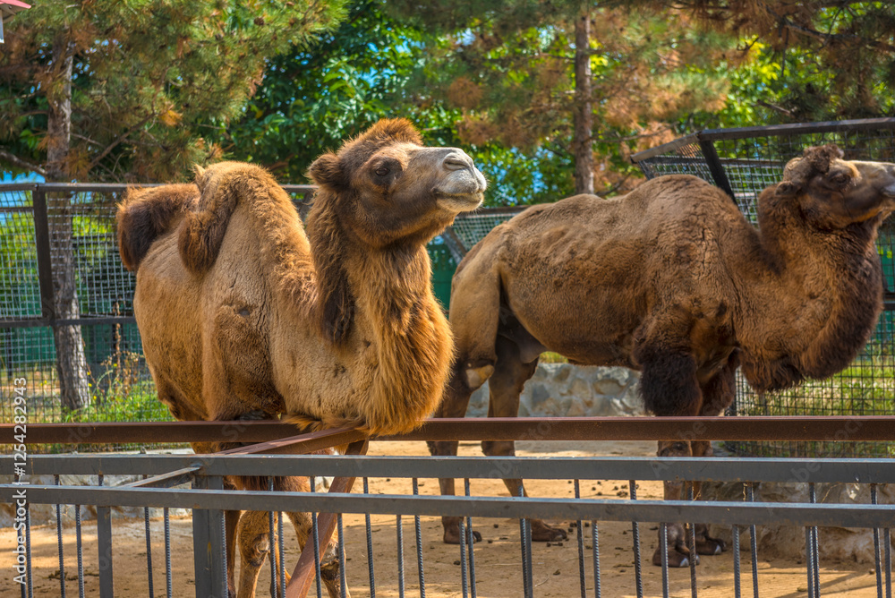 Bactrian camels in the Taigan Lion Park. The animals are in an ...
