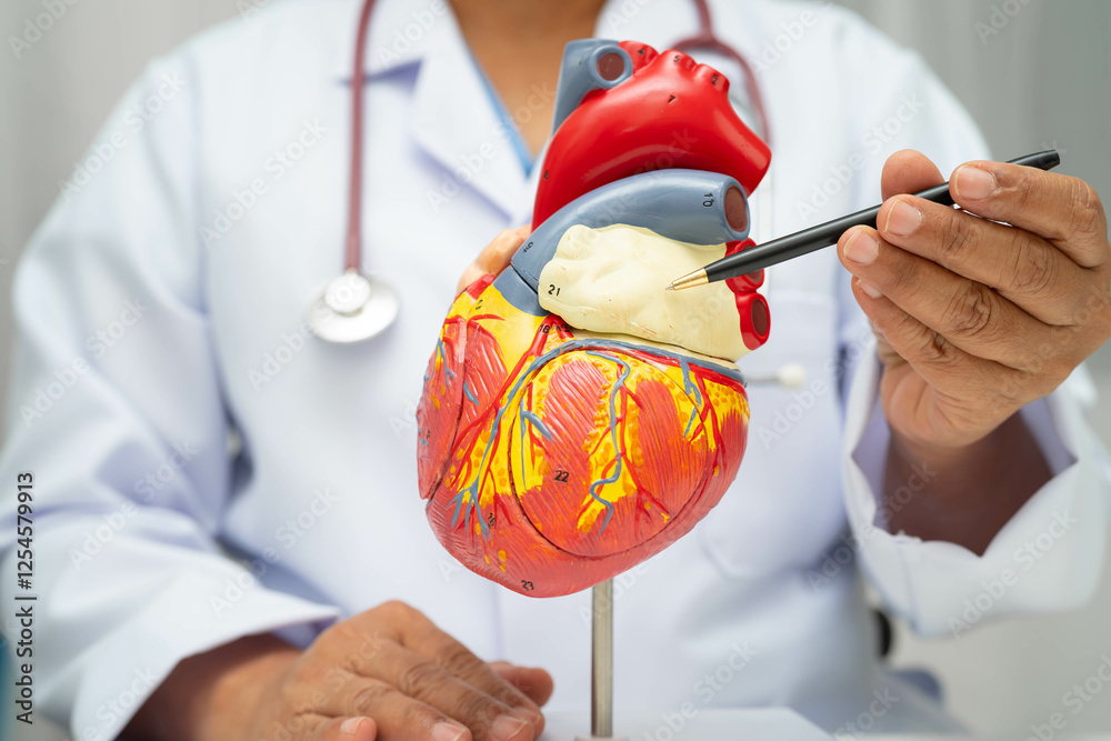 Cardiovascular disease CVD, doctor with heart human model anatomy for ...