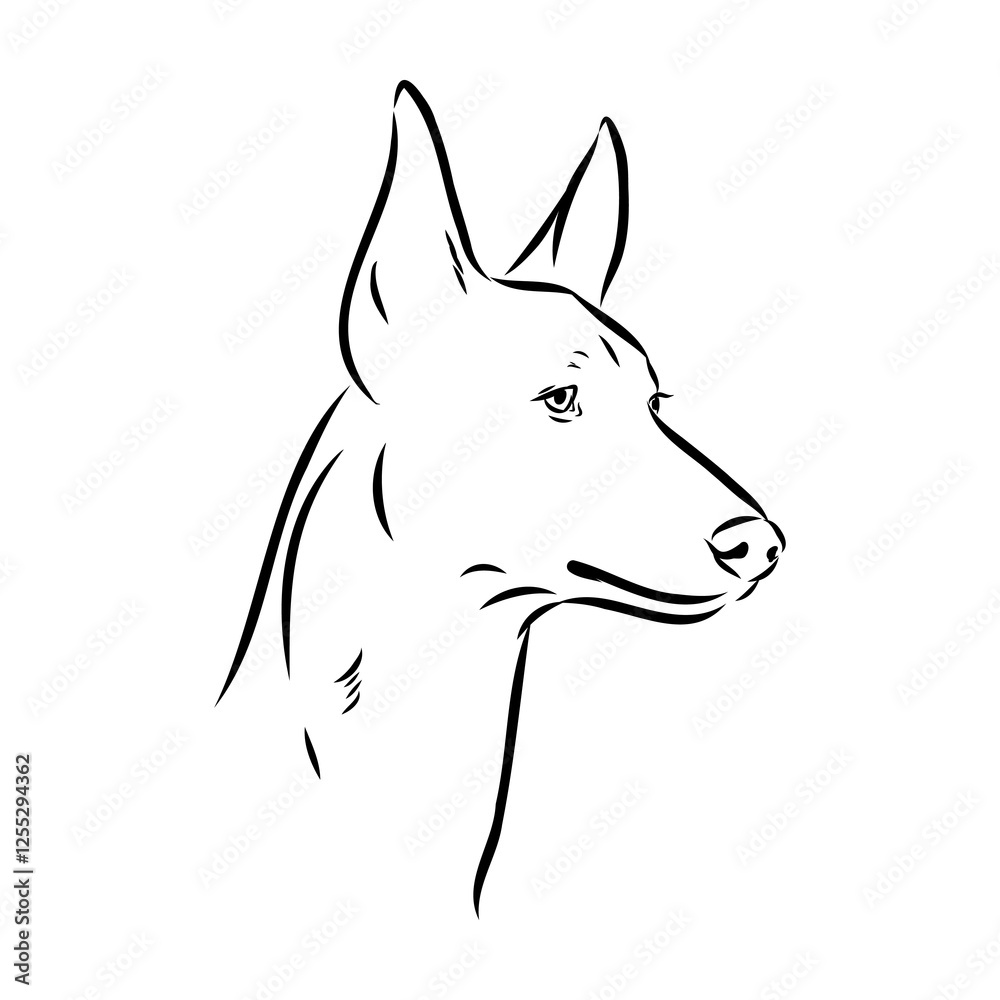 Pharaoh hound vector illustration. Purebred dog vector illustration ...