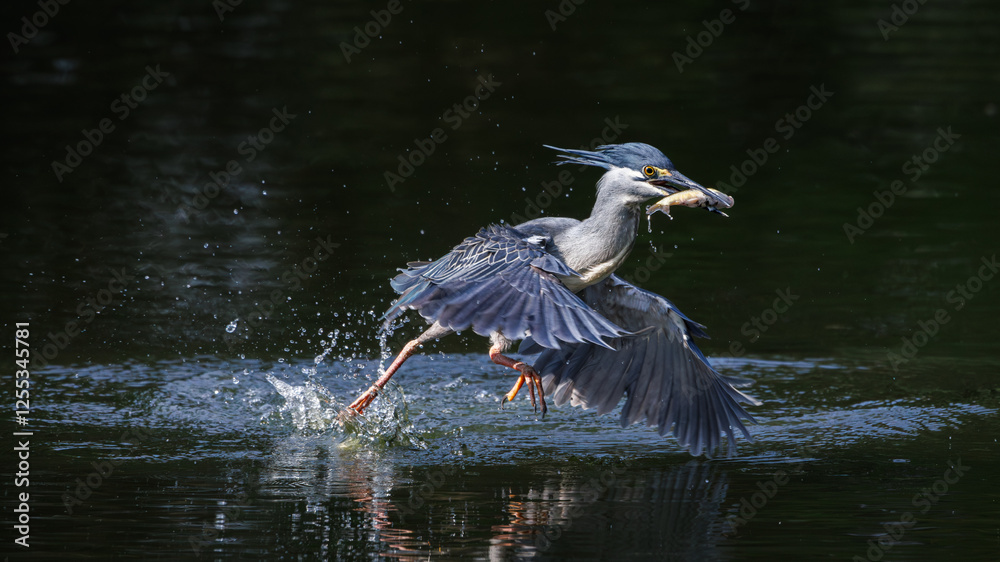 Striated Heron, Butorides striata, Green-backed heron diving and ...