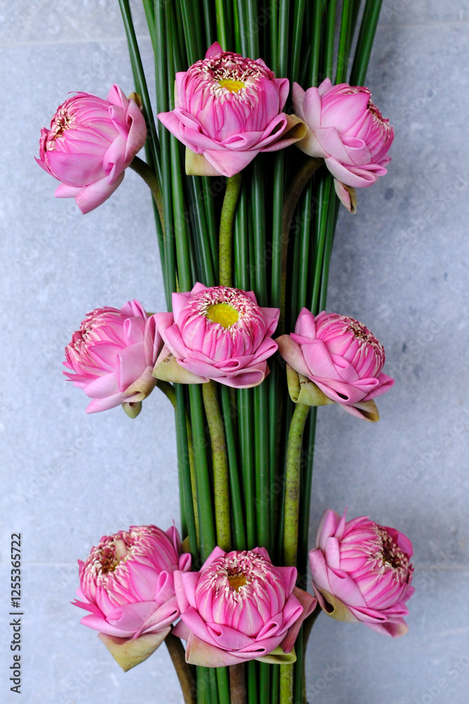 Lotus is compared to the cycle of birth, death and rebirth. Lotus ...