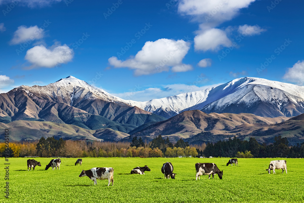Beautiful landscape with grazing cows Stock Photo | Adobe Stock