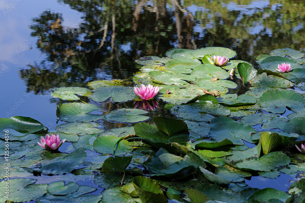 Iconic pond and water lily plants at the famed Giverny, France, home of ...