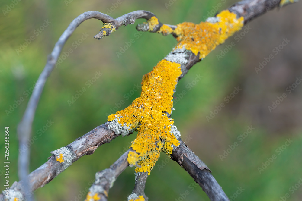 Yellow lichen xanthoria parietina on bark of branch tree. Common moss ...