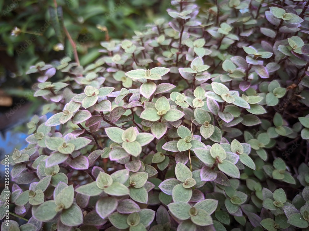 Callisia repens, also known as creeping inchplant or turtle vine, is a ...