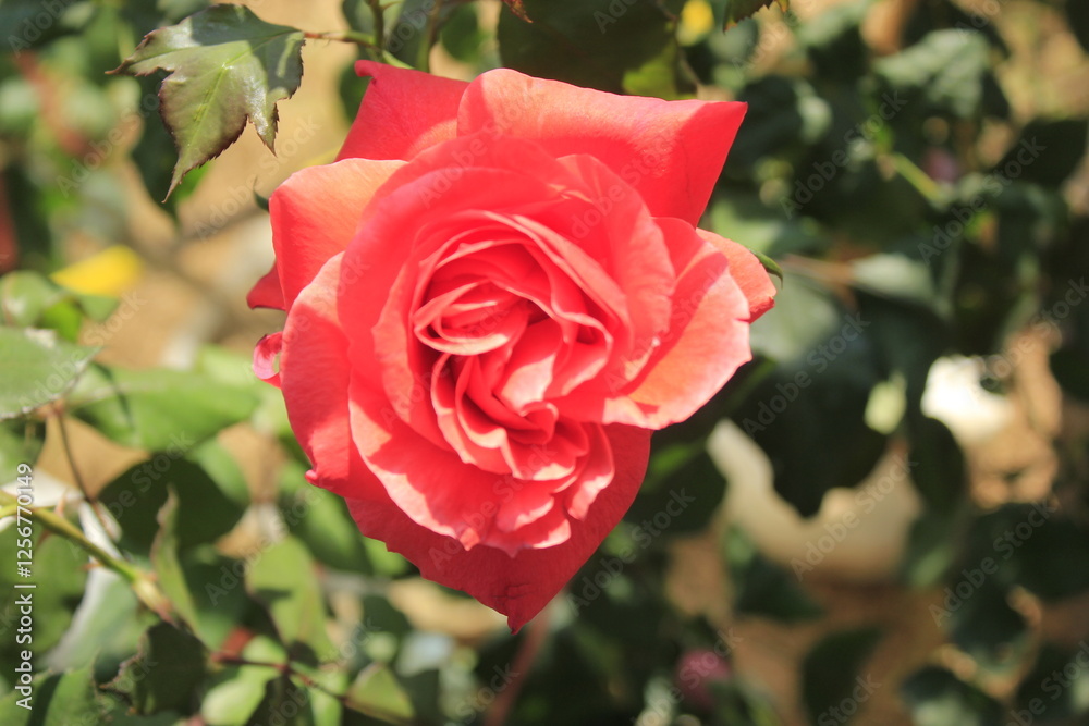 Foto de Stock Flowers are the reproductive structures of flowering ...