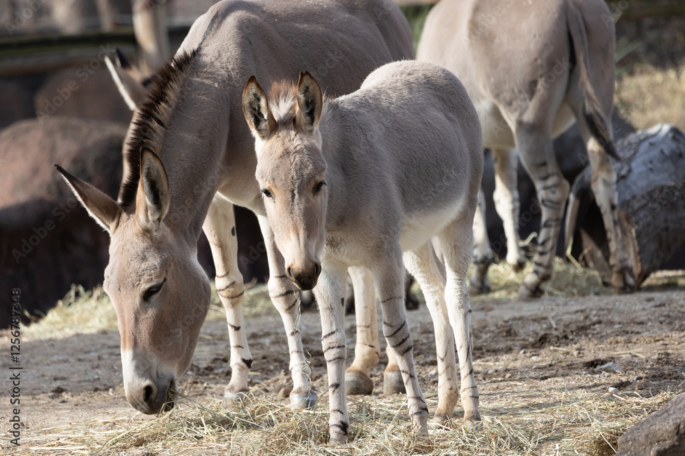 somali wild ass at the saint louis zoo Stock Photo | Adobe Stock