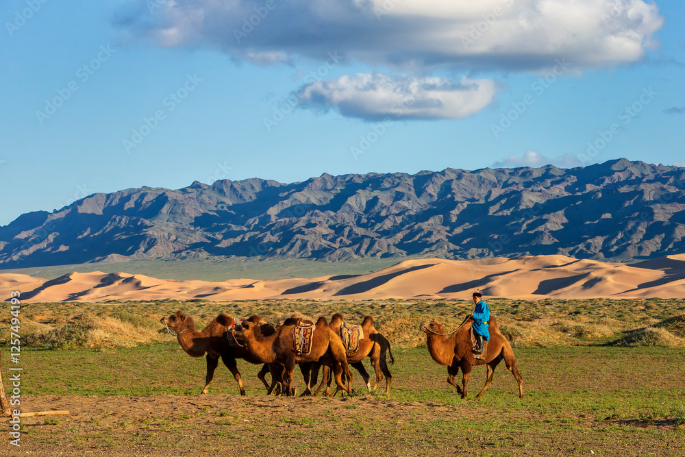 A Mongolian nomad leads a herd of camels across grasslands with ...