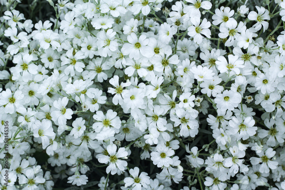 Floral background.. White flowers Jaskolka felt, snow carpet ...