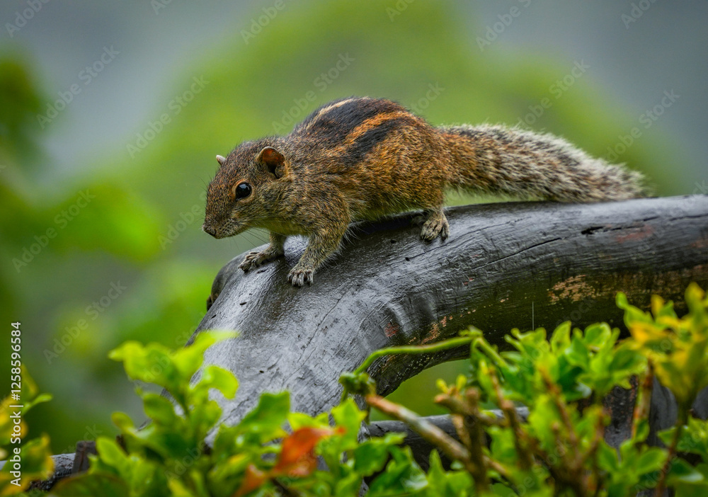 Dusky striped squirrel (Funambulus Obscurus) or "Batu Lena" in the ...