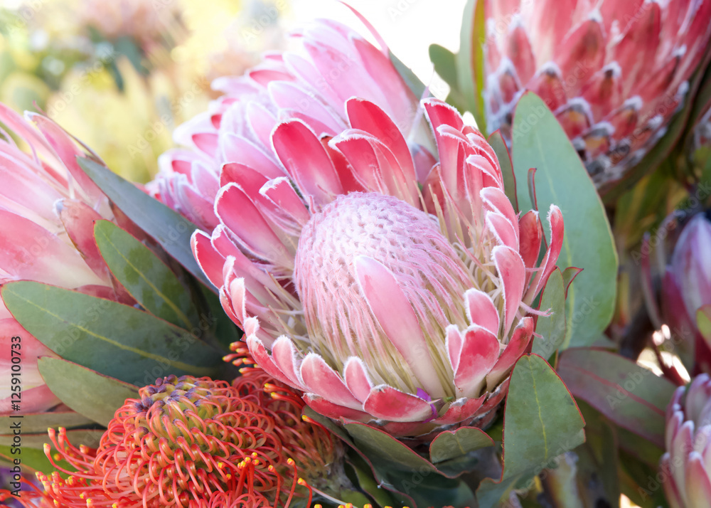 pink sugar bush protea flower, in a bouquet. Proteas are currently ...