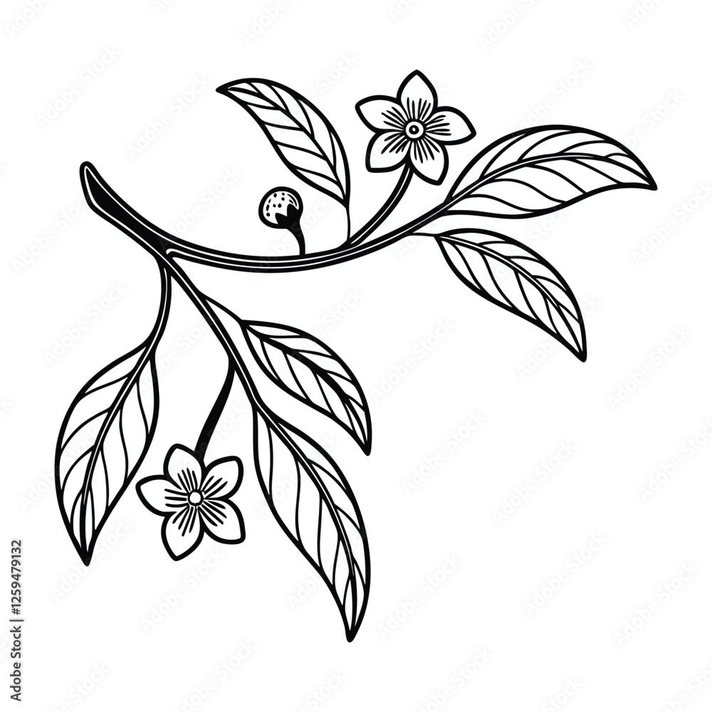 vector chili doodle flower drawing coloring page vector silhouette ...