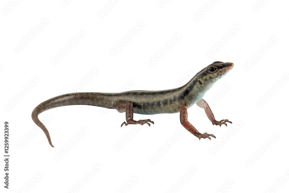 Sunda Striped Skink (Lipinia vittigera) is a species of Skink native to ...