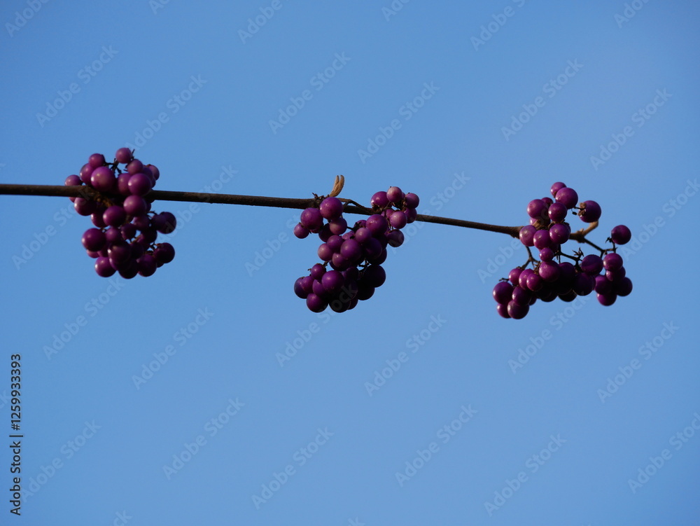 The Beautyberry bush, botanically known as Callicarpa, is a genus of ...