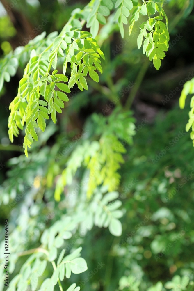 Fresh moringa oleifera folium plant, rich in antioxidant and often ...