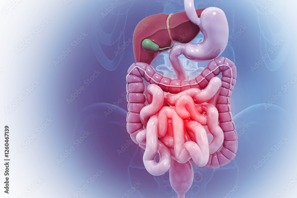 Anatomy of human colon, digestive system, Abdominal arteries system. 3d ...