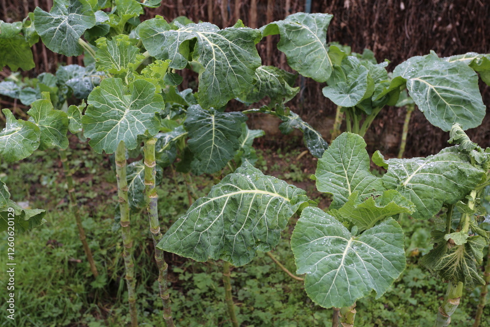 Feuilles de Chou cavalier dans un potager Stock Photo | Adobe Stock