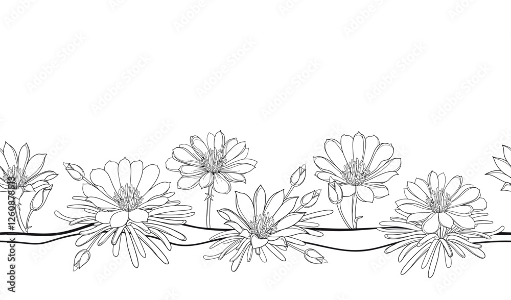 Horizontal seamless pattern with outline Bitterroot in black on the ...