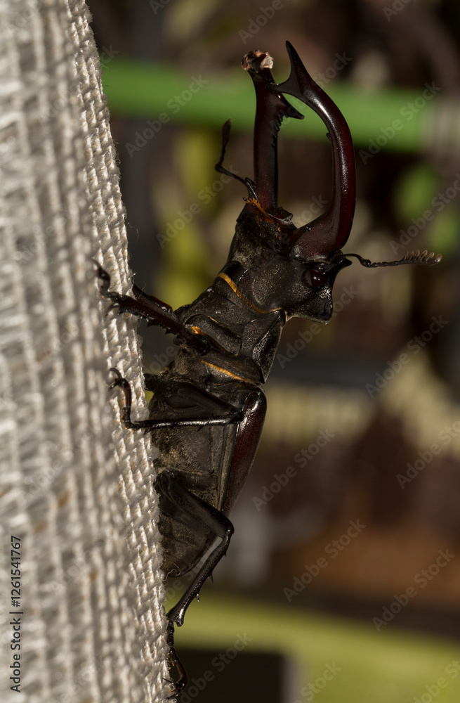 Lucanus cervus is the best-known species of stag beetle (family ...