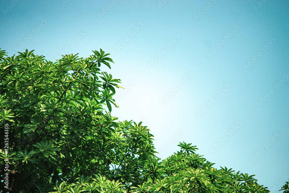 , also eat the pulp of the pod which is rich in sucrose and tastes like ...