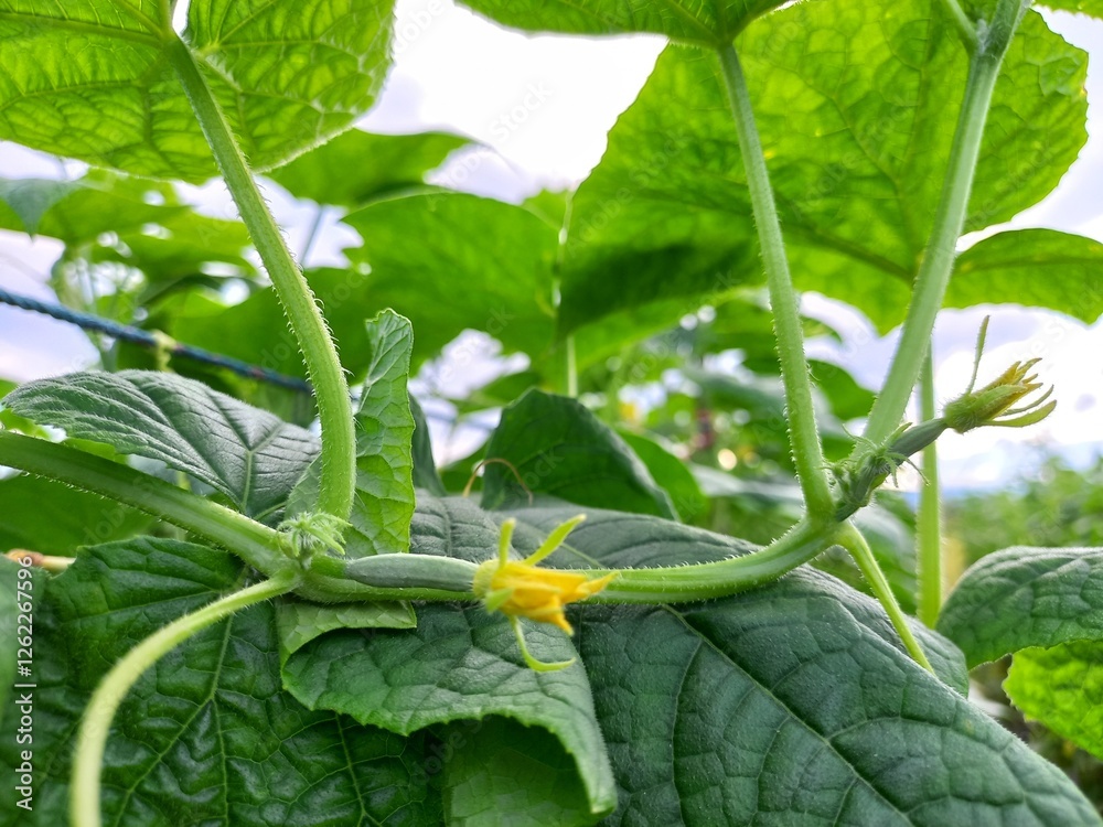 Vegetables are edible plants or plant parts that are consumed as food ...