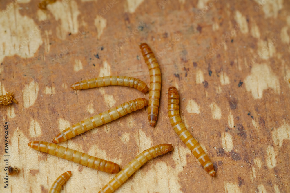 Hongkong caterpillars are the larvae of the black beetle Tenebrio ...