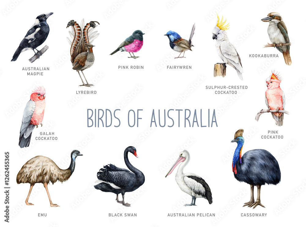 Australian birds watercolor illustration set. Hand drawn various native ...