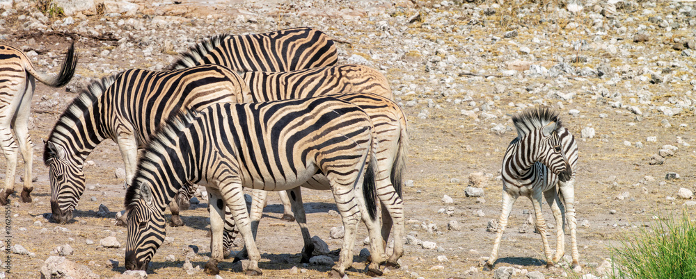 Panoramic photo of a baby mountain zebra following the herd, wildlife ...