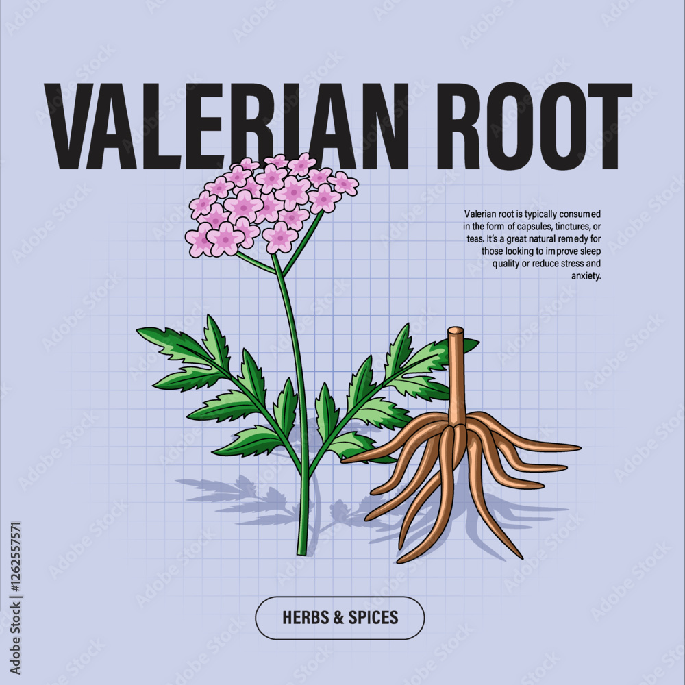 Valerian Root Premium Vector Clipart High-Quality Illustration for ...