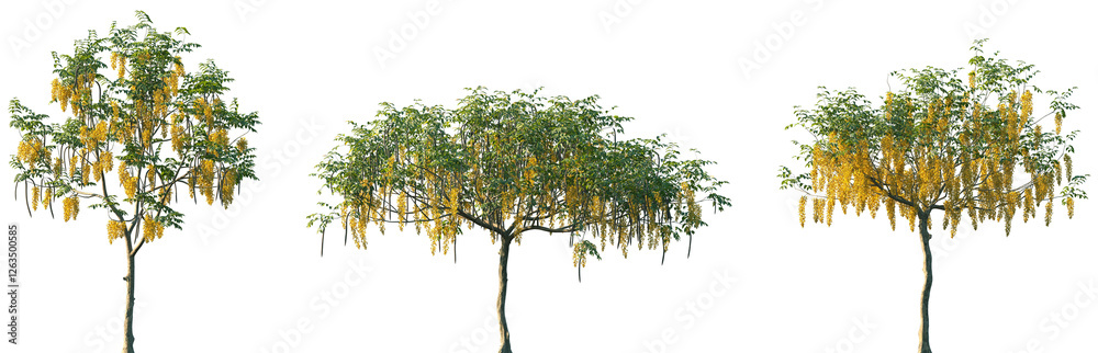 Set of Cassia fistula (also known as golden shower, purging cassia ...