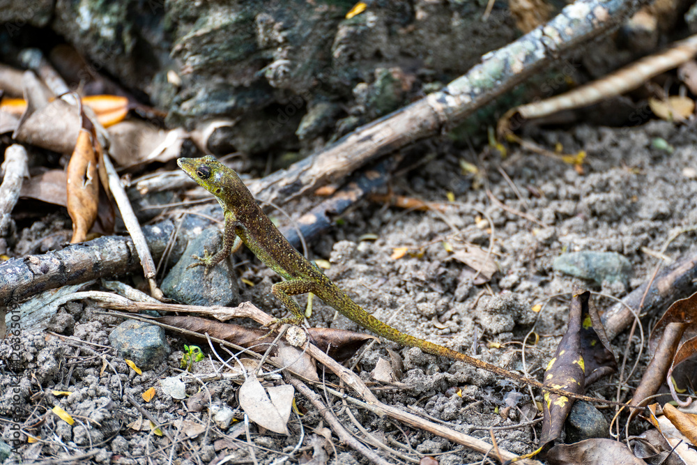 Martinique - 8 February 2024 - A lizard rests in a tree in Martinique ...