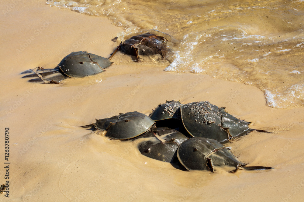 Horseshoe Crab Mating at High Tide on Sandy Beach Along the Gulf of ...