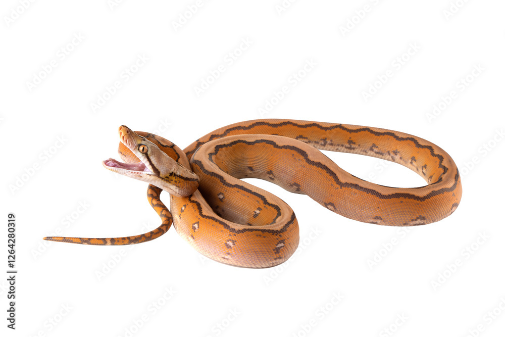 Orange Glow Motley Reticulated Python (Malayopython reticulatus). The ...