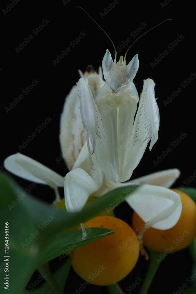 close-up photograph of an orchid mantis, also known as Hymenopus ...
