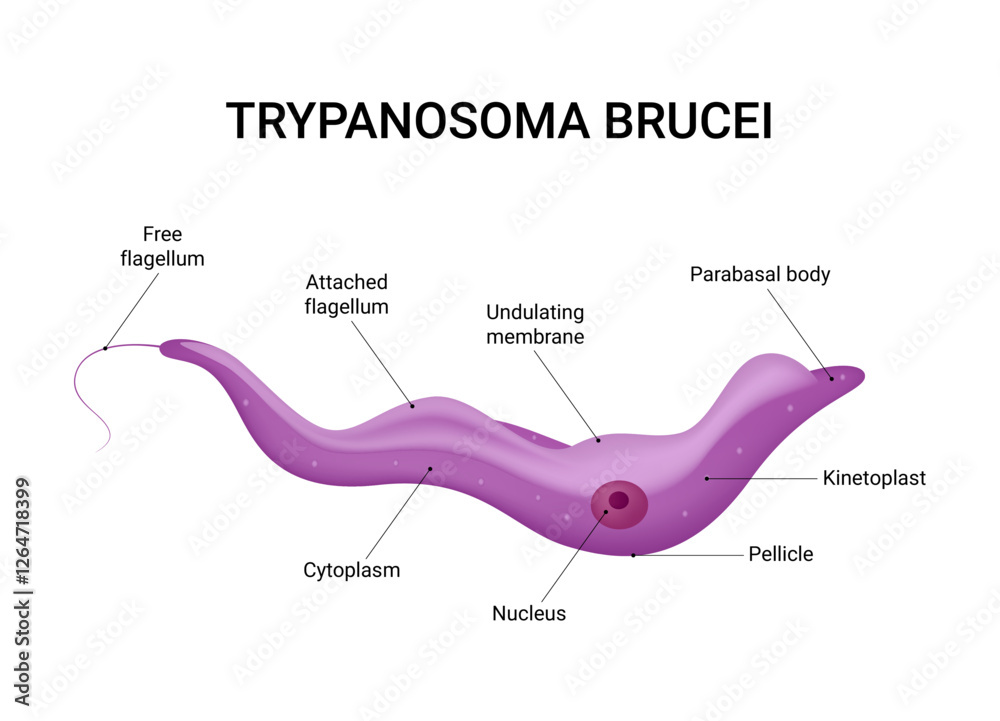 Trypanosoma Brucei Cell Structure And Anatomy Stock Vector Adobe Stock
