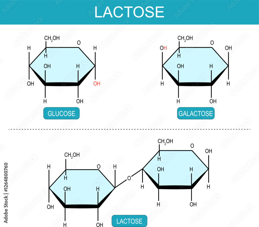 Galactose, Glucose, and Lactose molecules. Molecular chemical ...