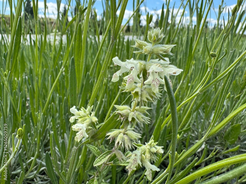 Stachys recta plant blooms white lowers in the field. Close-up. Stachys ...
