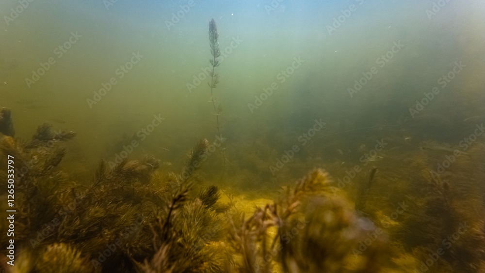 hornwort aquatic plant vegetation, fish fry at bottom, silt sediment ...