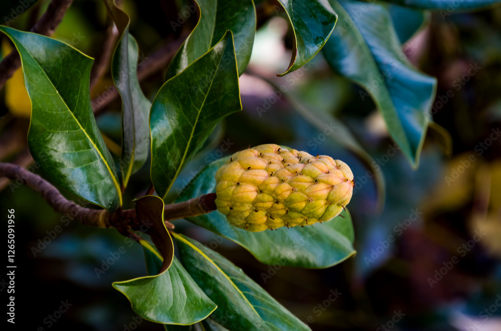 Magnolia grandiflora, commonly known as the southern magnolia or bull ...