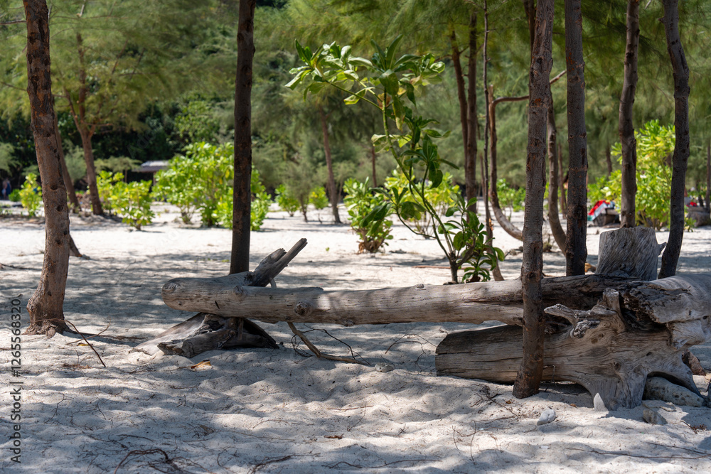 Casuarina trees on beach on Bamboo Island or Ko Mai Phai is small ...