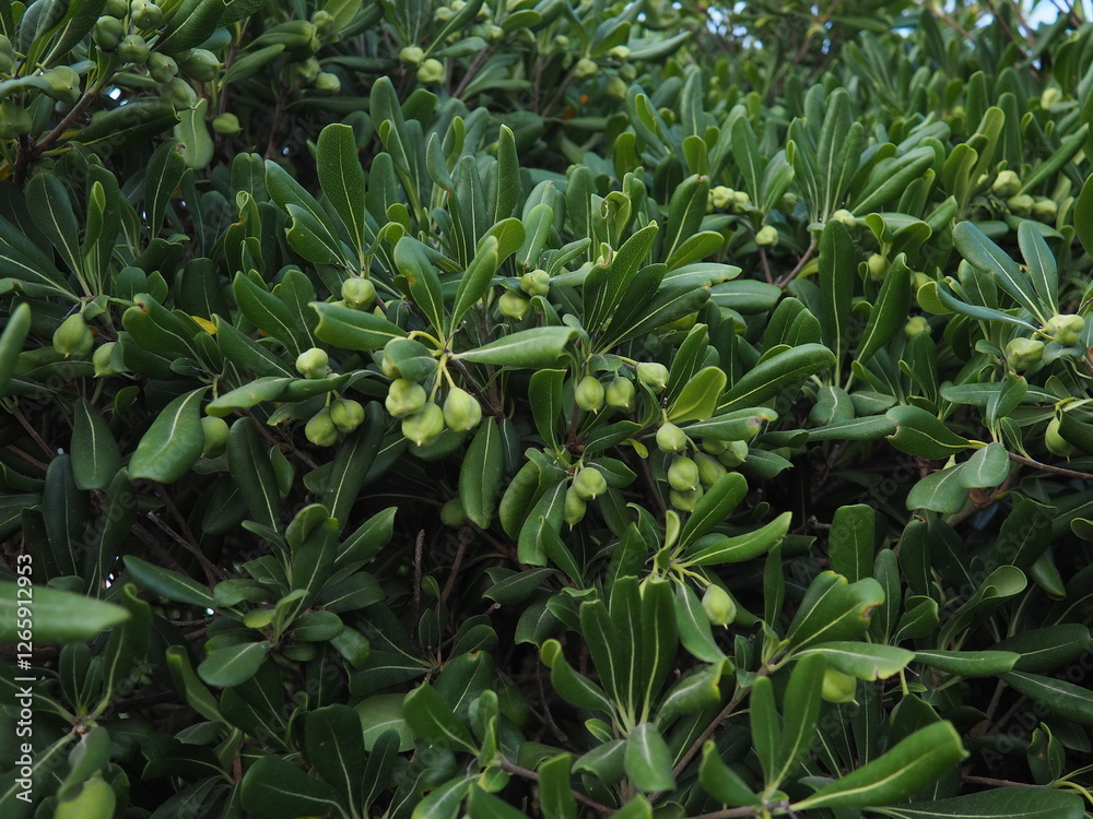 Pittosporum tobira is a species of sweet-smelling flowering plant in ...