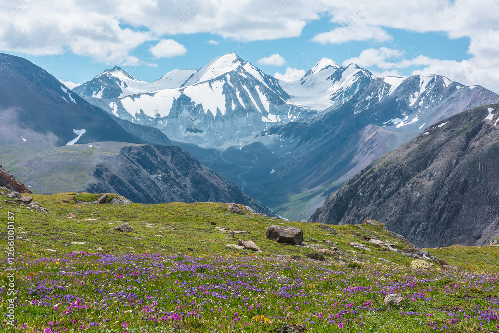 Colorful flowers on sunlit meadow with view to three large snow peaked ...